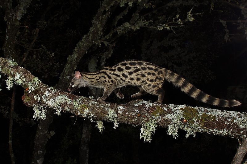 Fauna del Cinca Medio: La Gineta o Jineta