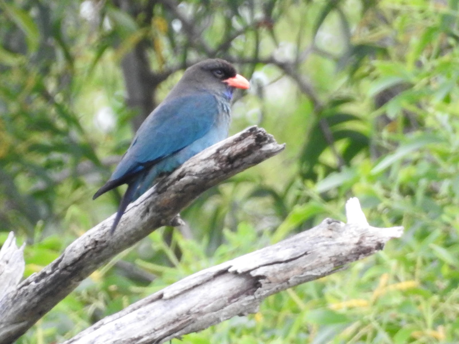 in the swim : True Colours