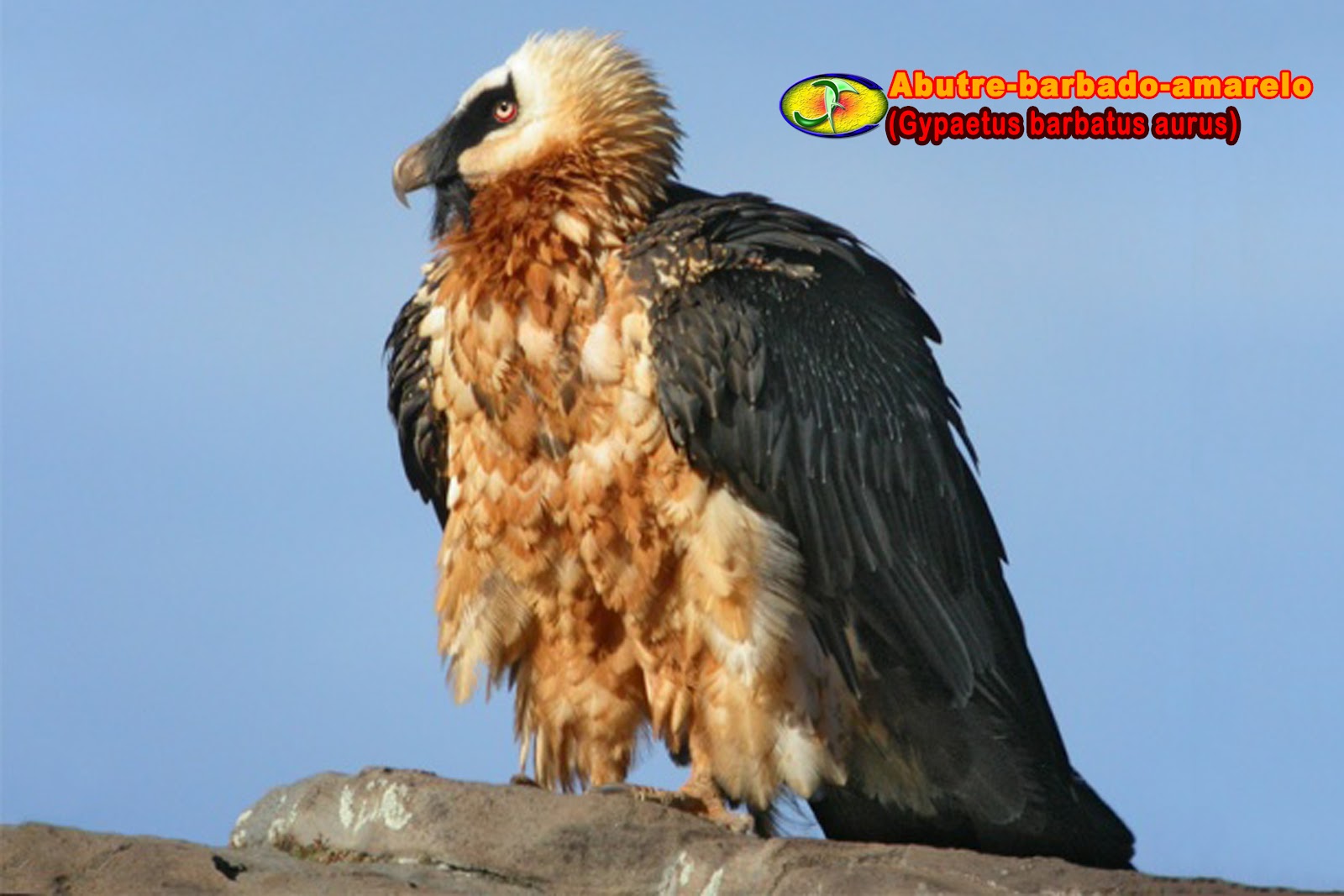 ORNITOLOGIA: Abutre-barbado-amarelo (Gypaetus barbatus aurus)