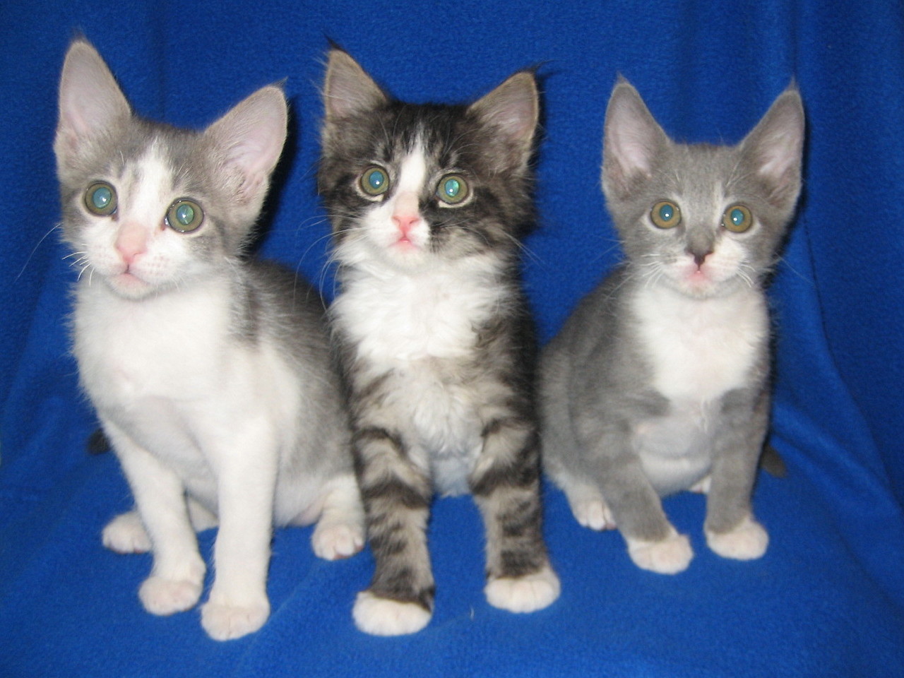 Kittens and Cats with Jeanne: Kittens at 7 Weeks Old. Eyes and Claws