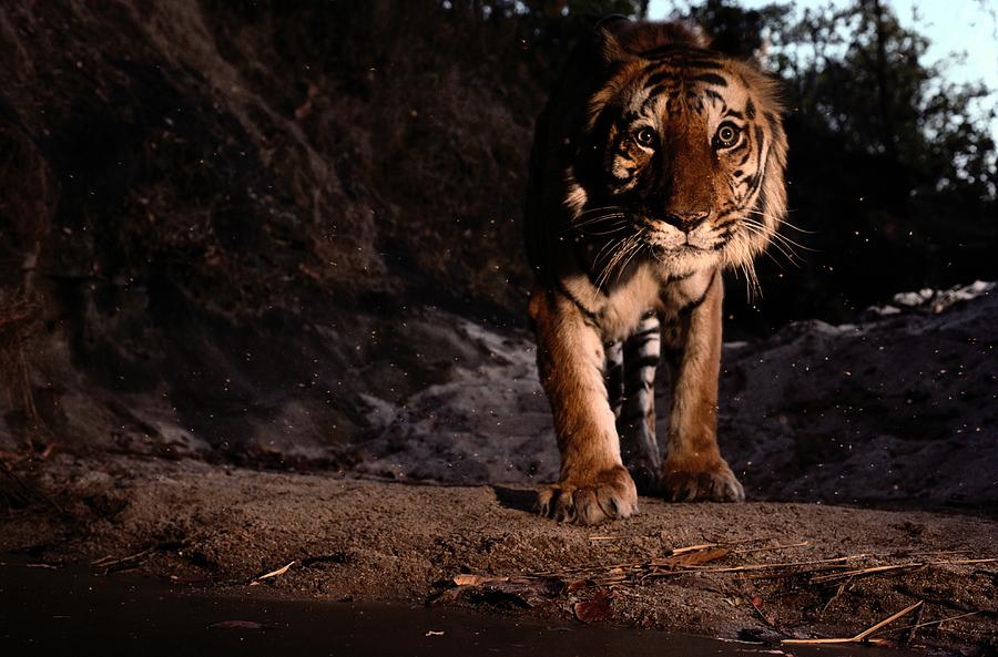 El Rincón de un Malagueño: MICHAEL "NICK" NICHOLS -1952, fotoperiodista ...