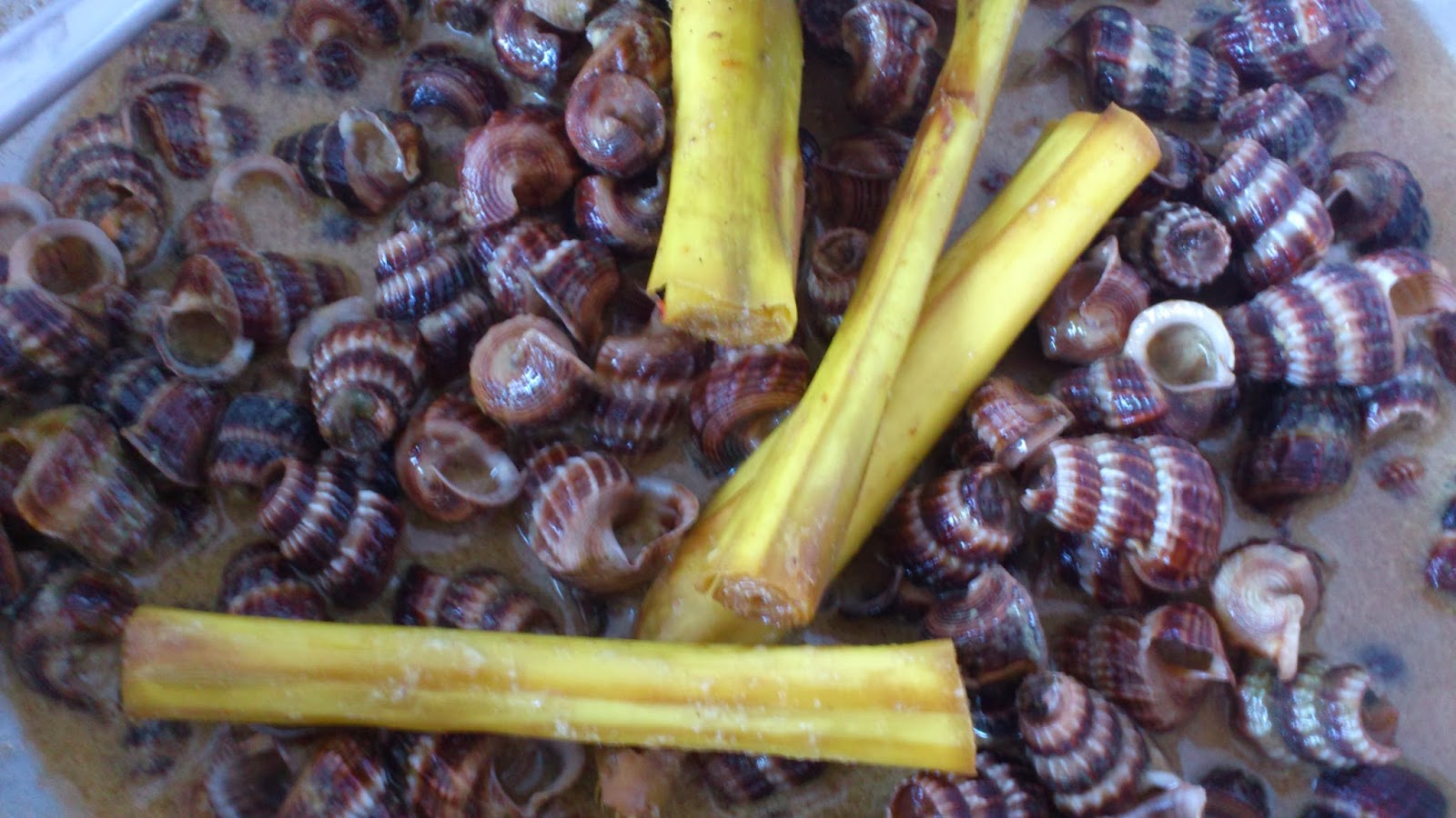 ~Anugerah Allah yang Terindah~: ~Siput Sedut Kelantan vs Siput Sedut ...