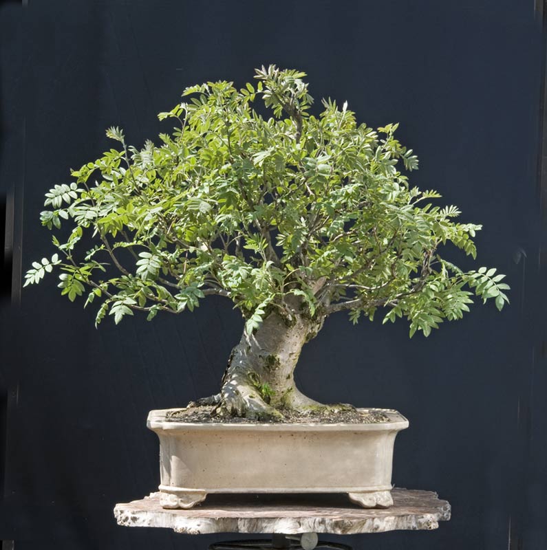 Walter Pall Bonsai Adventures: Big rowan is presentable for the first time