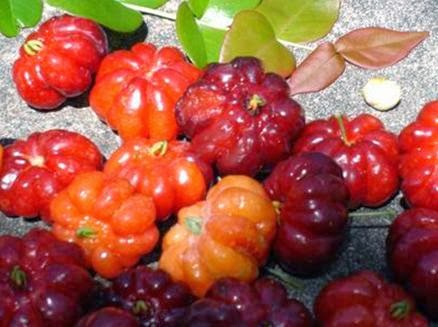LUANDA TROPICAL: FRUTOS DE ANGOLA