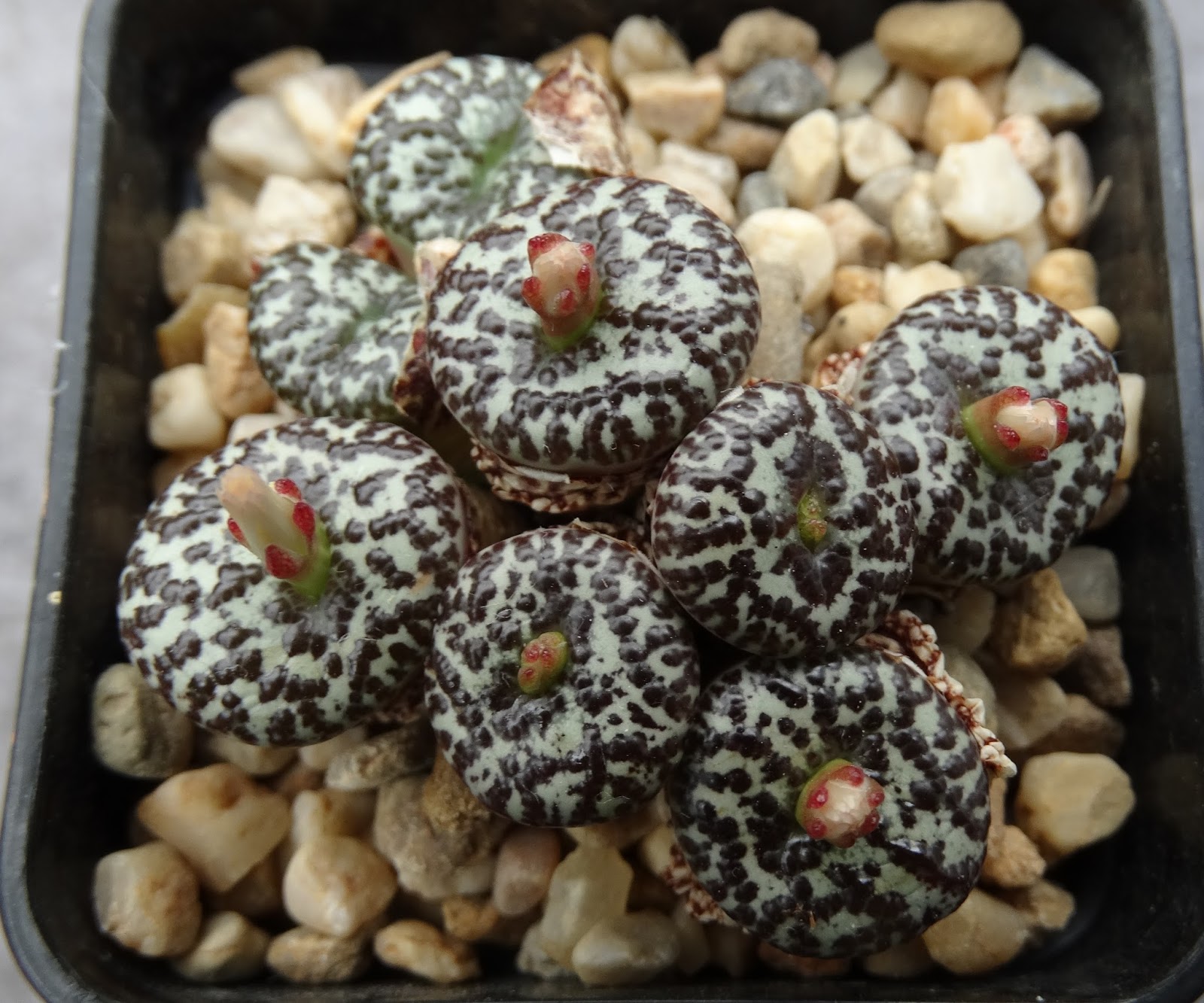 Succulent Sundae: CONOPHYTUM OBCORDELLUM