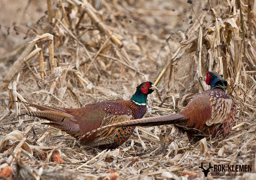 Navadni fazan (Phasianus colhicus L.)