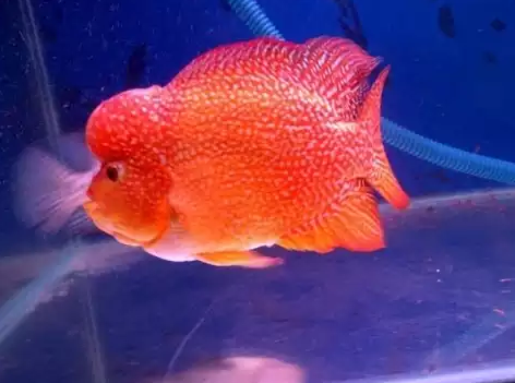 Segala Sesuatu Tentang Ikan : Tahukah Anda ? Jenis Ikan Louhan Termahal ...