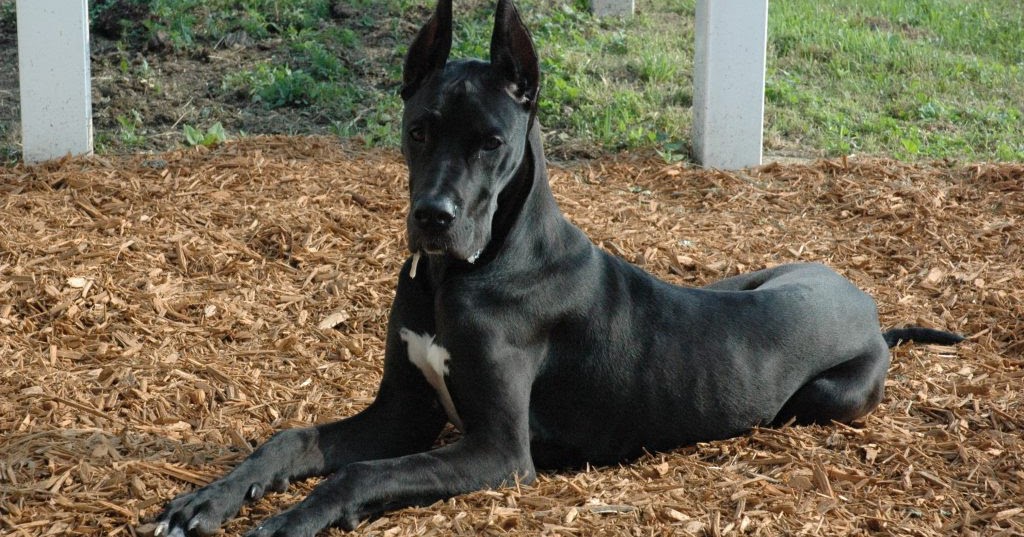 Great Dane (The Great Dane is a large German breed of domestic dog.)