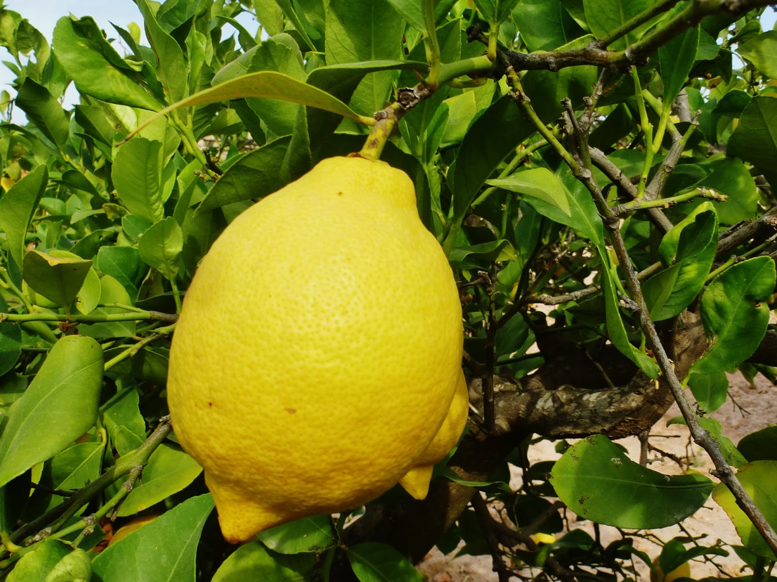 VITO VITELLI agronomo: LIMONE “VERNA” (Citrus limon). IL LIMONE DELL'ESTATE