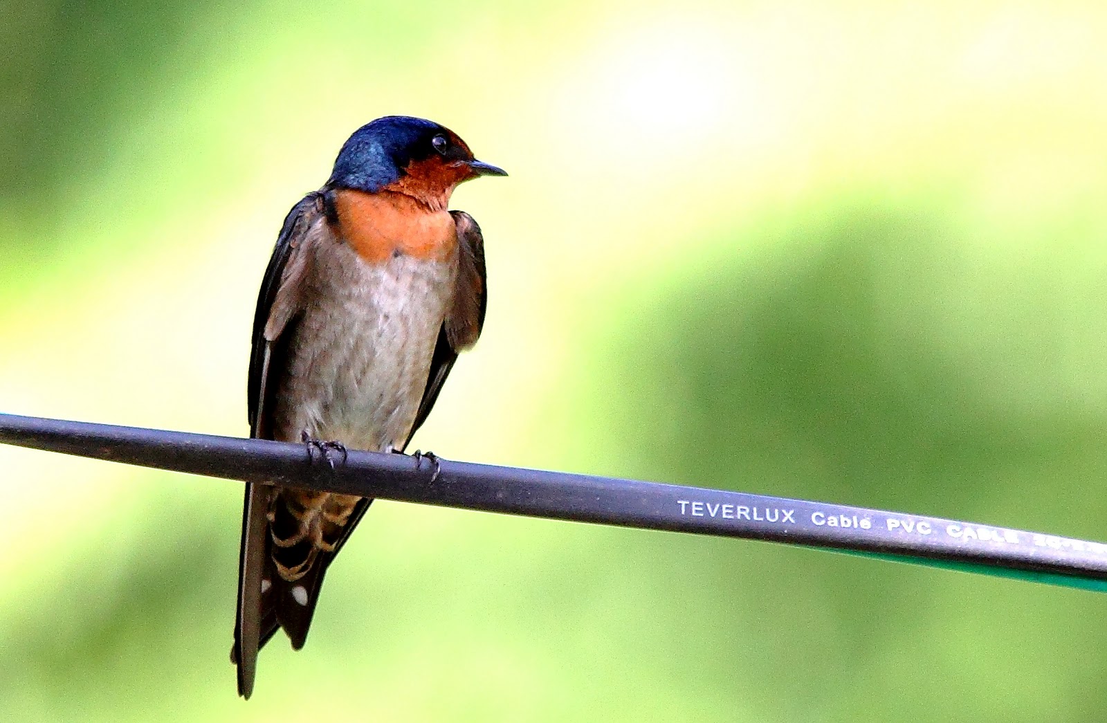 SOUTH EAST ASIA BIRDS - Malaysia birds paradise: Barn Swallow (Hirundo ...