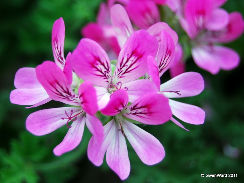 PERFECT PELARGONIUMS: Pink Capitatum - A rose scented reminder of summer