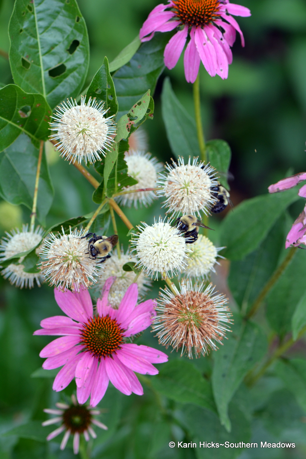 Celebrating Pollinators~The Keystone of our Gardens