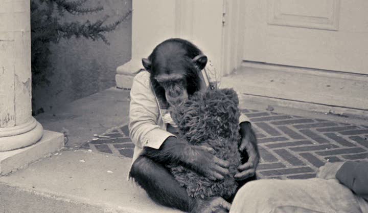 Surrender to the Void: Project Nim