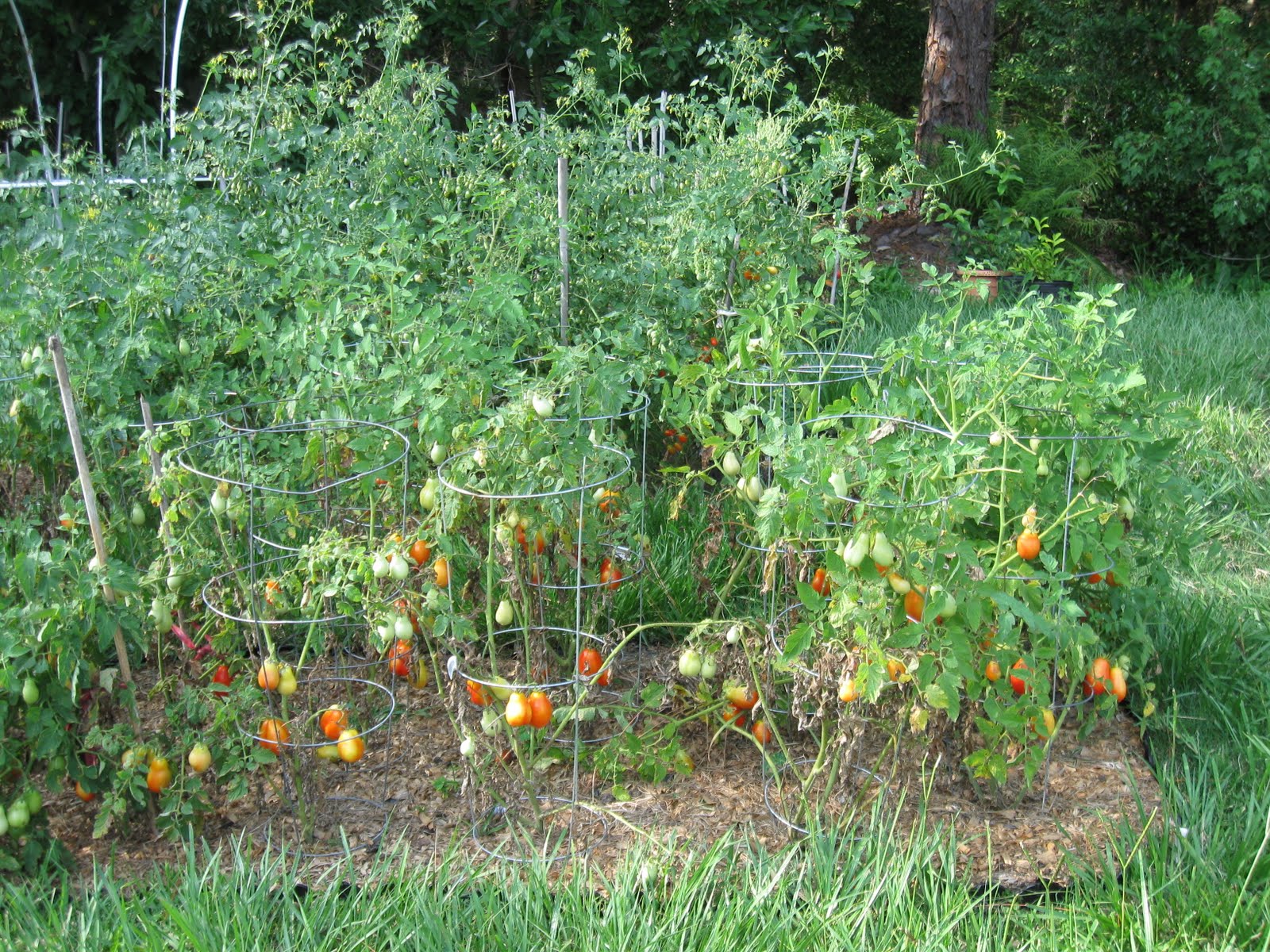 Growing Food in Florida: Tomato tomato tomatoe ... Variety!