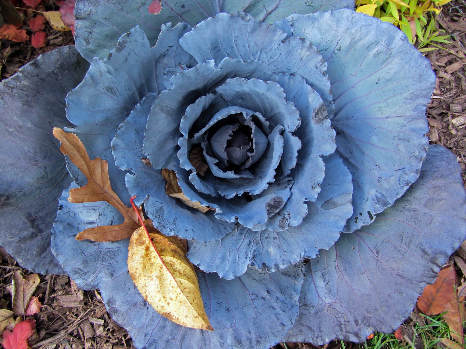 Gatsbys Gardens: Color In The Fall Garden