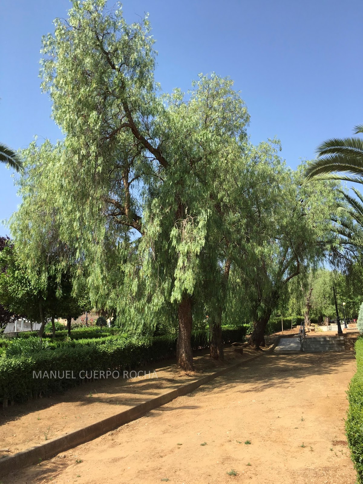 PARQUE MUNICIPAL DE MONTIJO: 7. FLORA DEL PARQUE MUNICIPAL (1). ÁRBOLES.