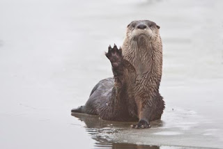 In Otter News: Hello! Welcome to In Otter News!