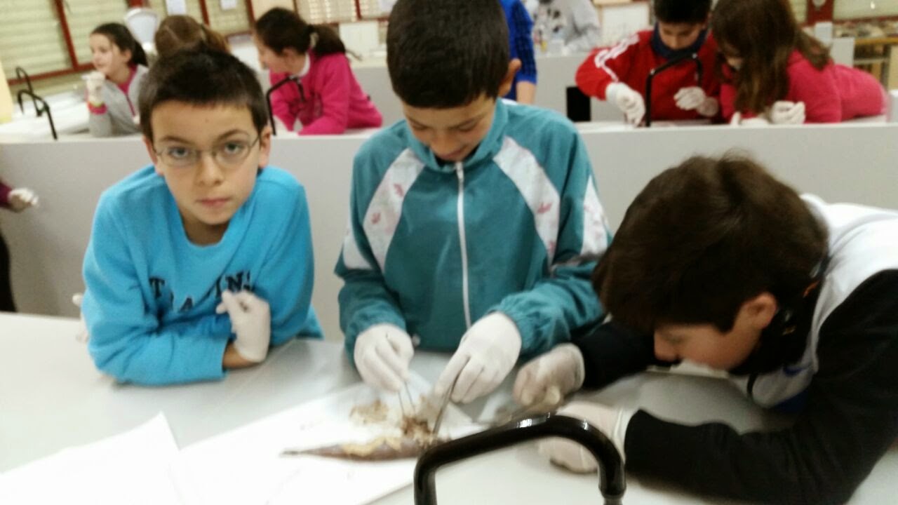 SCIENCE IN THE SCHOOL: DISSECTION OF A FISH II