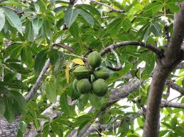 Bisnis Hobi Tanaman dan Pertanian : MENGENAL POHON KEPUH YANG MULAI LANGKA