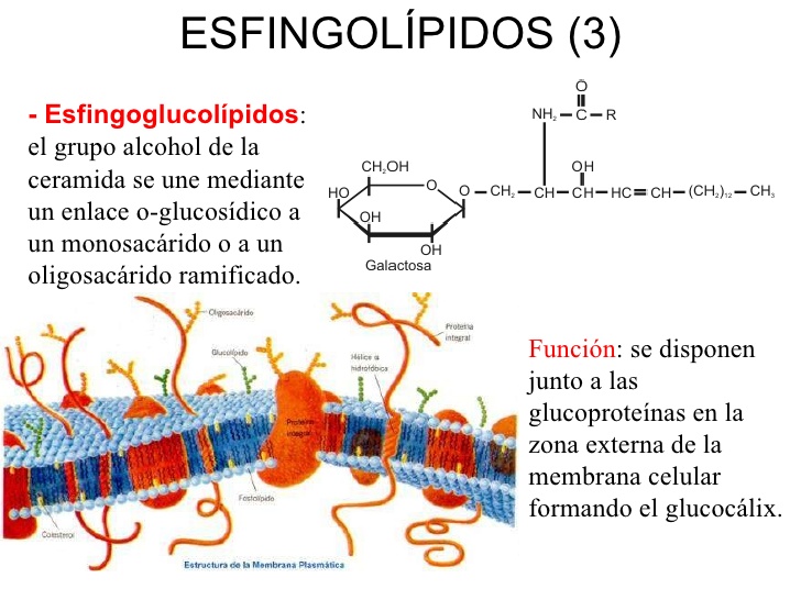 Bioquímica-Farmacia_ Ricardo Quintero: junio 2016