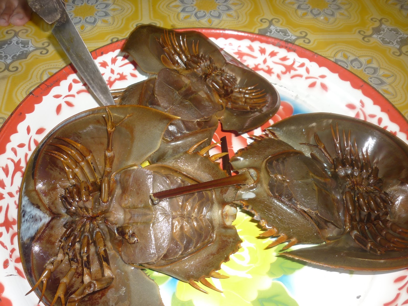 ini kisahnya : Belangkas