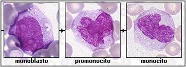 Hematologia Fichero USAC: Maduración de Monocitos