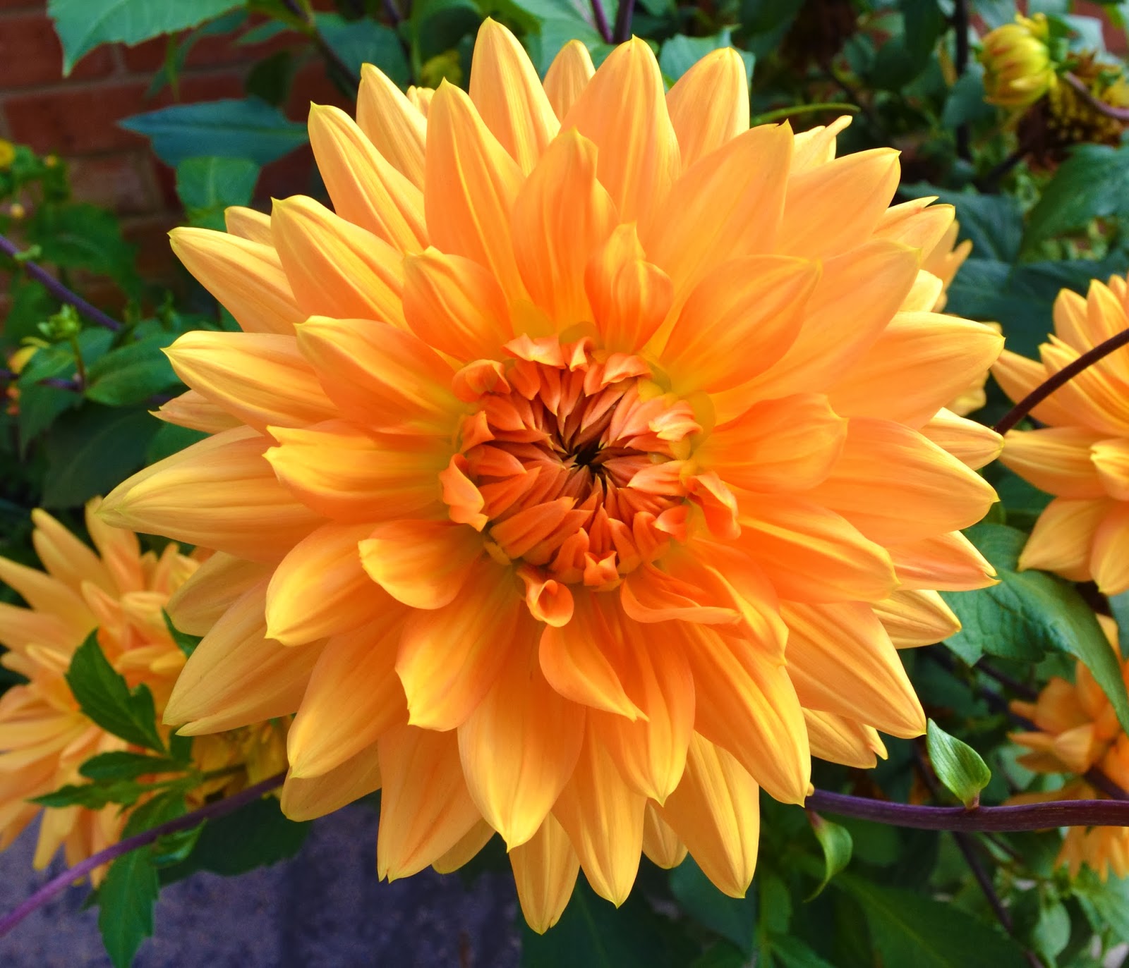 Raj (RS Click Photography) Sharma: As Winter Falls...Last Pictures Of ...