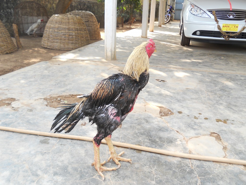 Fighting Rooster: Java Asil 18" shoulder