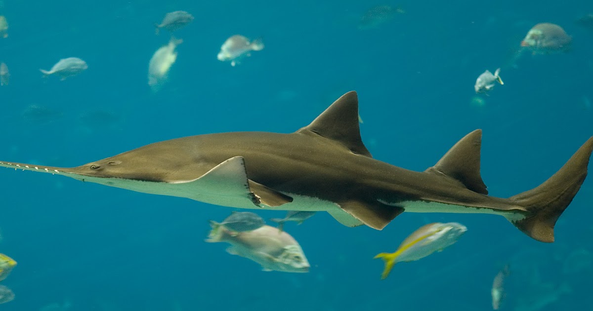 d20 Despot: Monster Monday: Sawfish, A Toothy Sword-Faced Fish