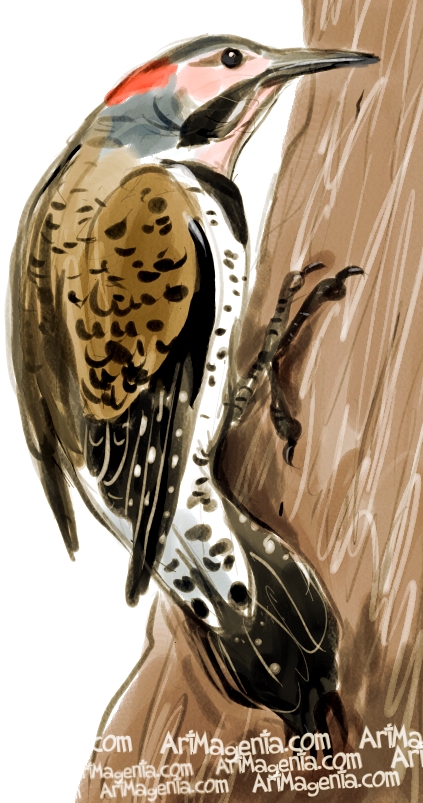 Birds: Common Flicker