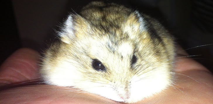 Ohjo's Empire: Hamster Sales