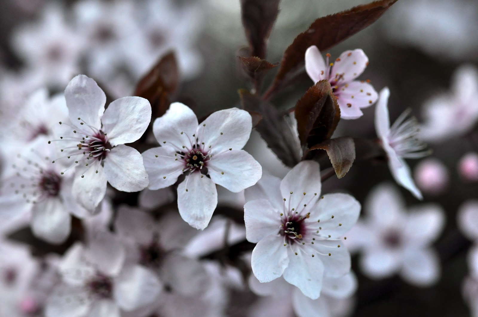 Travelling Diary: Sunset at Heage Windmill,Derbyshire