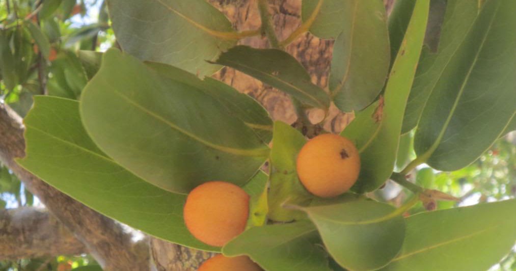 තිඹිරි [Tibiri] (Diospyros malabarica) ~ අපේ ඔසුපැළ Medicinal Plants of ...