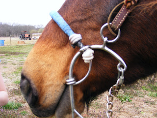 Not Another Horse Blog : Proper Bit Fit: Snaffle/Hack Combo