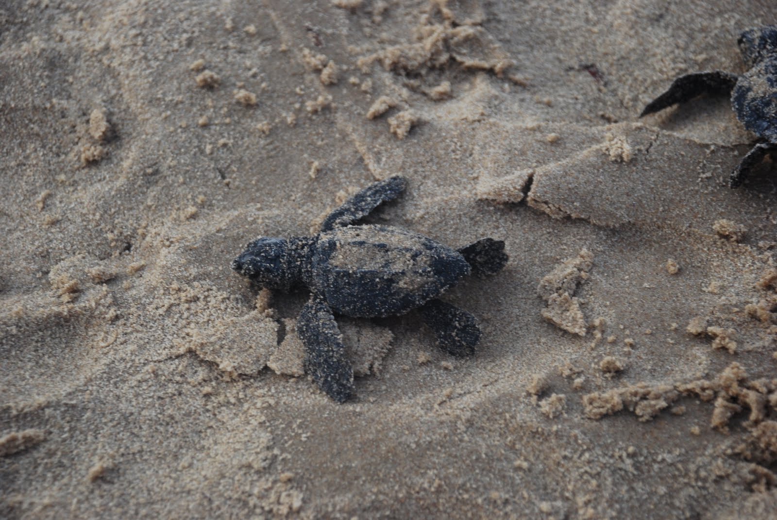 IRISH TRIPLETS: Baby Turtles Swimming Off Into the Future.