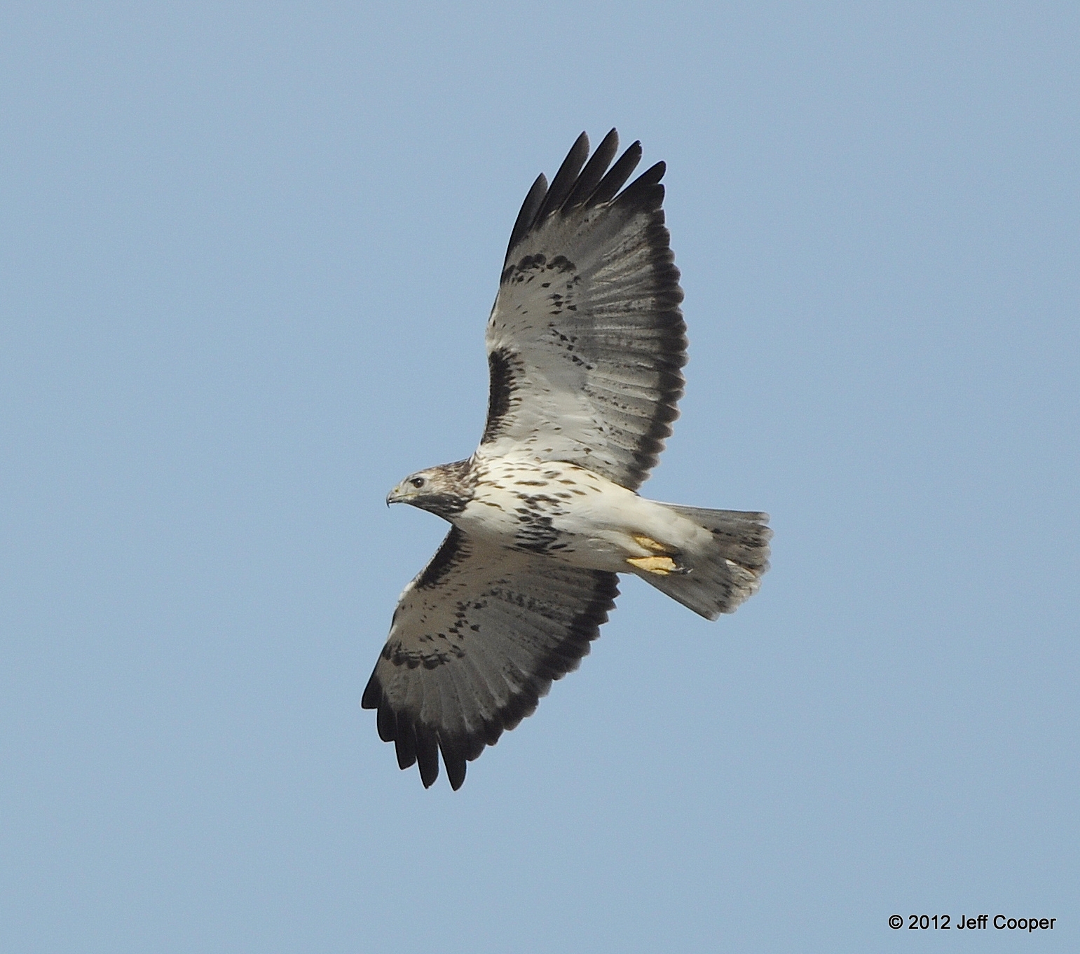 NeoVista Birds and Wildlife: Utah's Winter Raptors Revisited