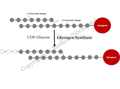 Glycogen synthesis and Breakdown Pathway: Biochemistry, Microbiology