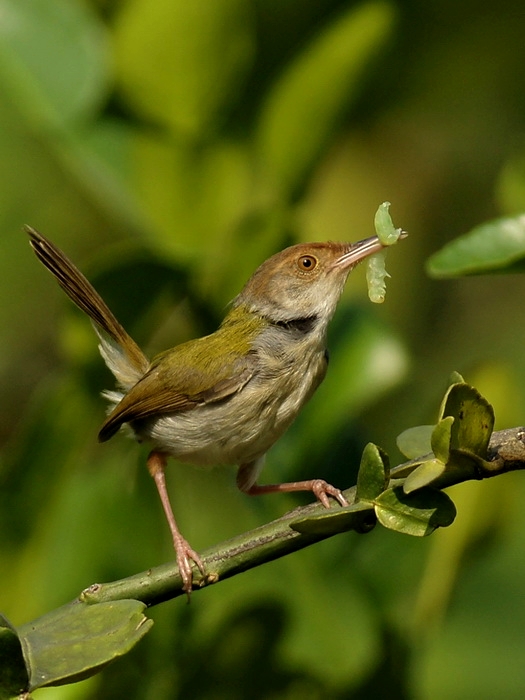 Burung Perenjak Dan Ciblek (Prinia Familiaris) - Ryan Maigan Birds