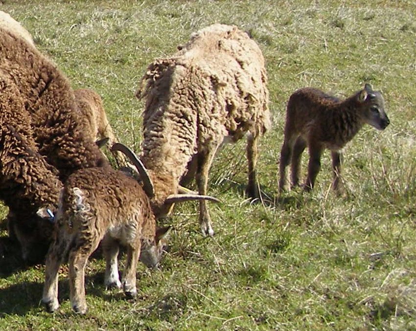 A Yarn Over Needles: Baby Soays......Adorable!