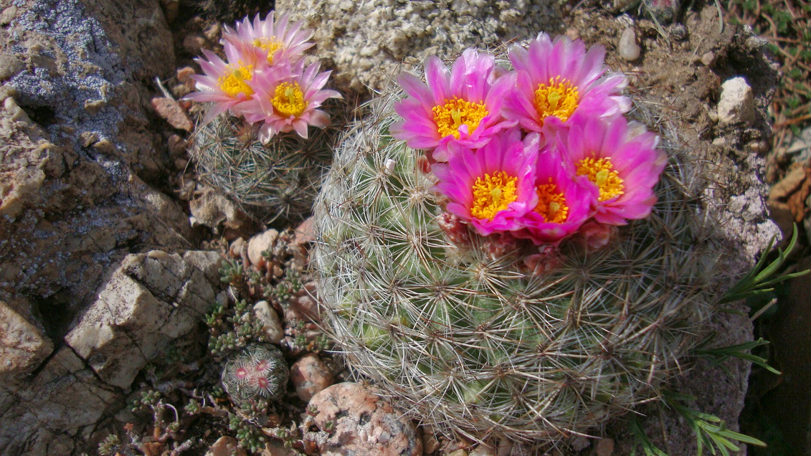 Prairiebreak: The other state cactus...