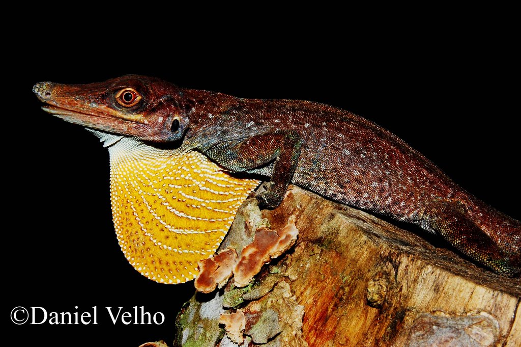 Anfíbios e Répteis do Brasil: Anolis sp.