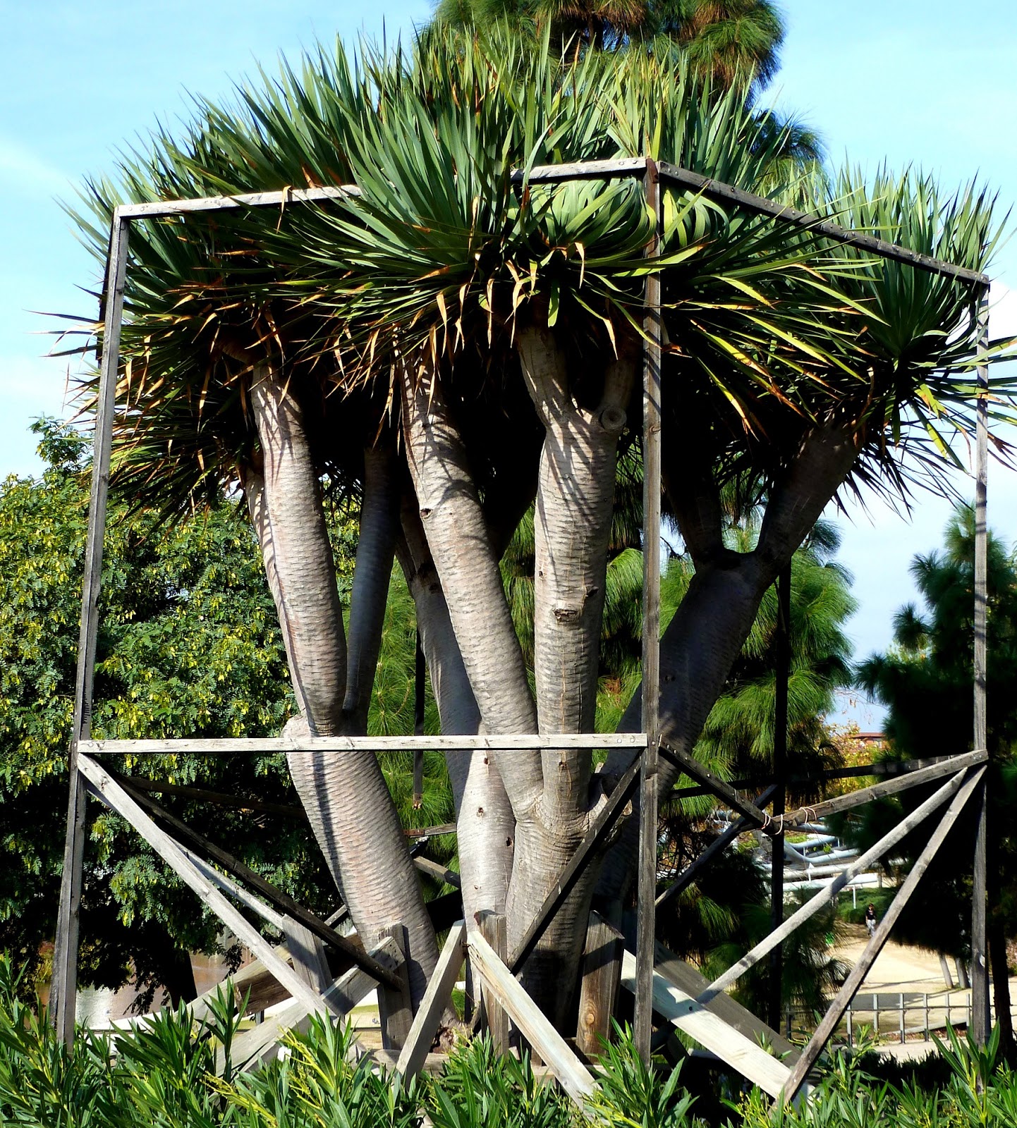 Árboles con alma: Drago de Canarias. (Dracaena draco)