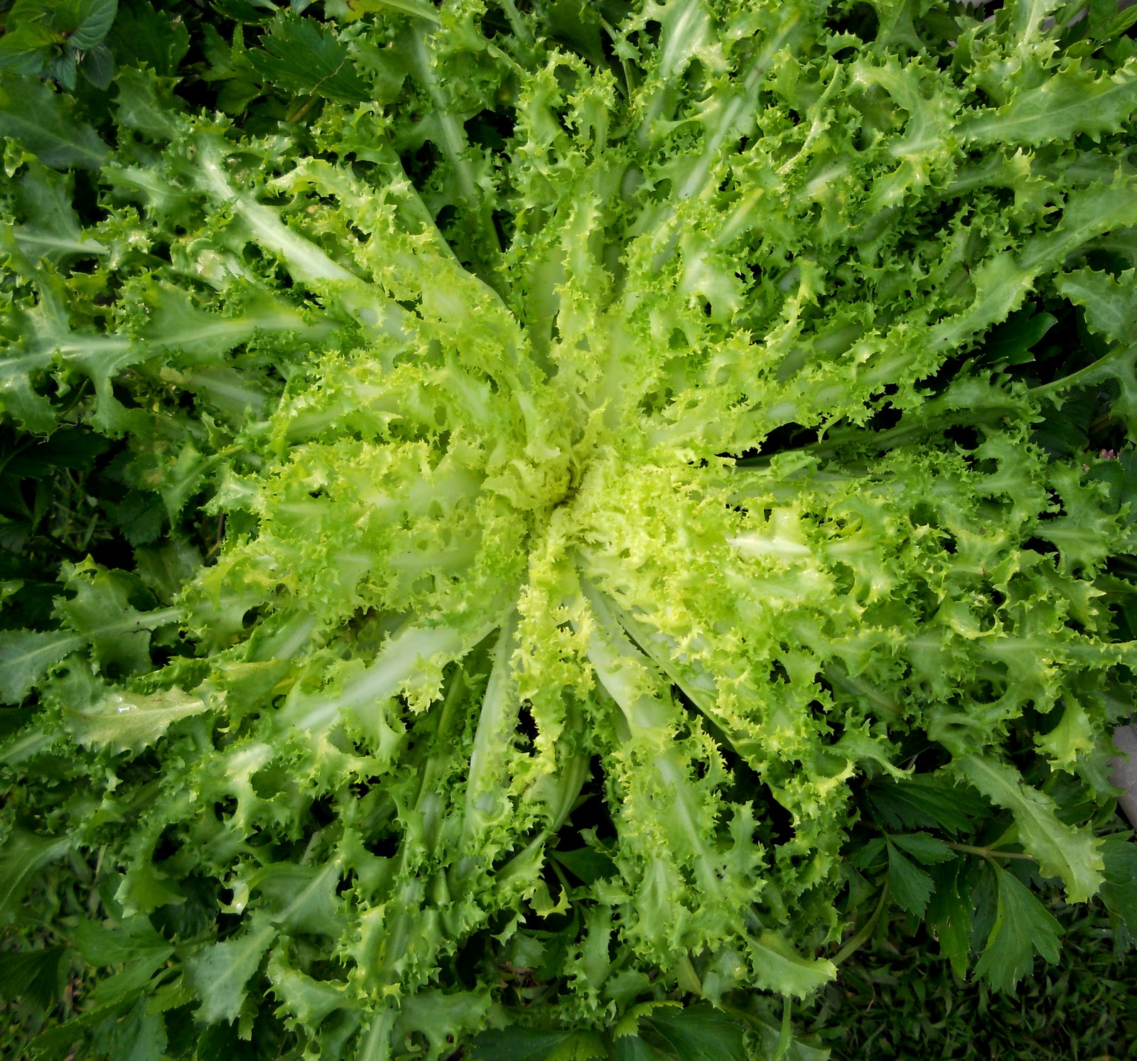 A Kitchen Garden in Kihei Maui: Growing Heirloom Endive & Escarole