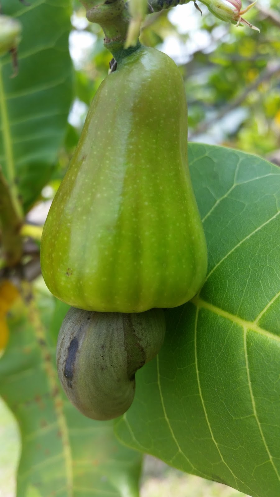 Warisan Petani: Pokok Jambu Gajus