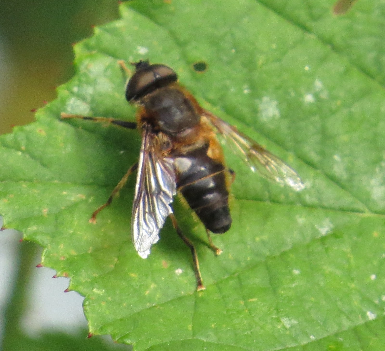 Northants Diptera: Hoverfly Mimicry