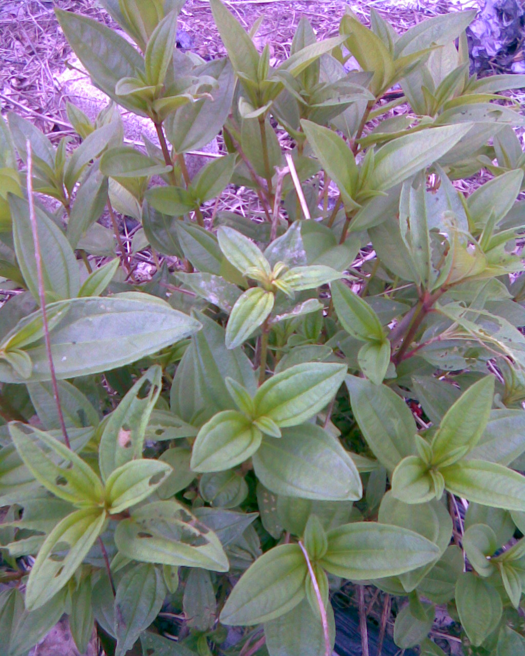 WARISAN ETNOBOTANI: Senduduk