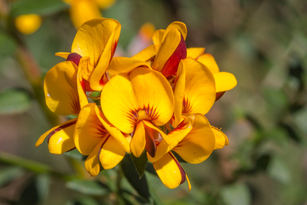 Ian Waldren Nature Photography: Australian Native Flora