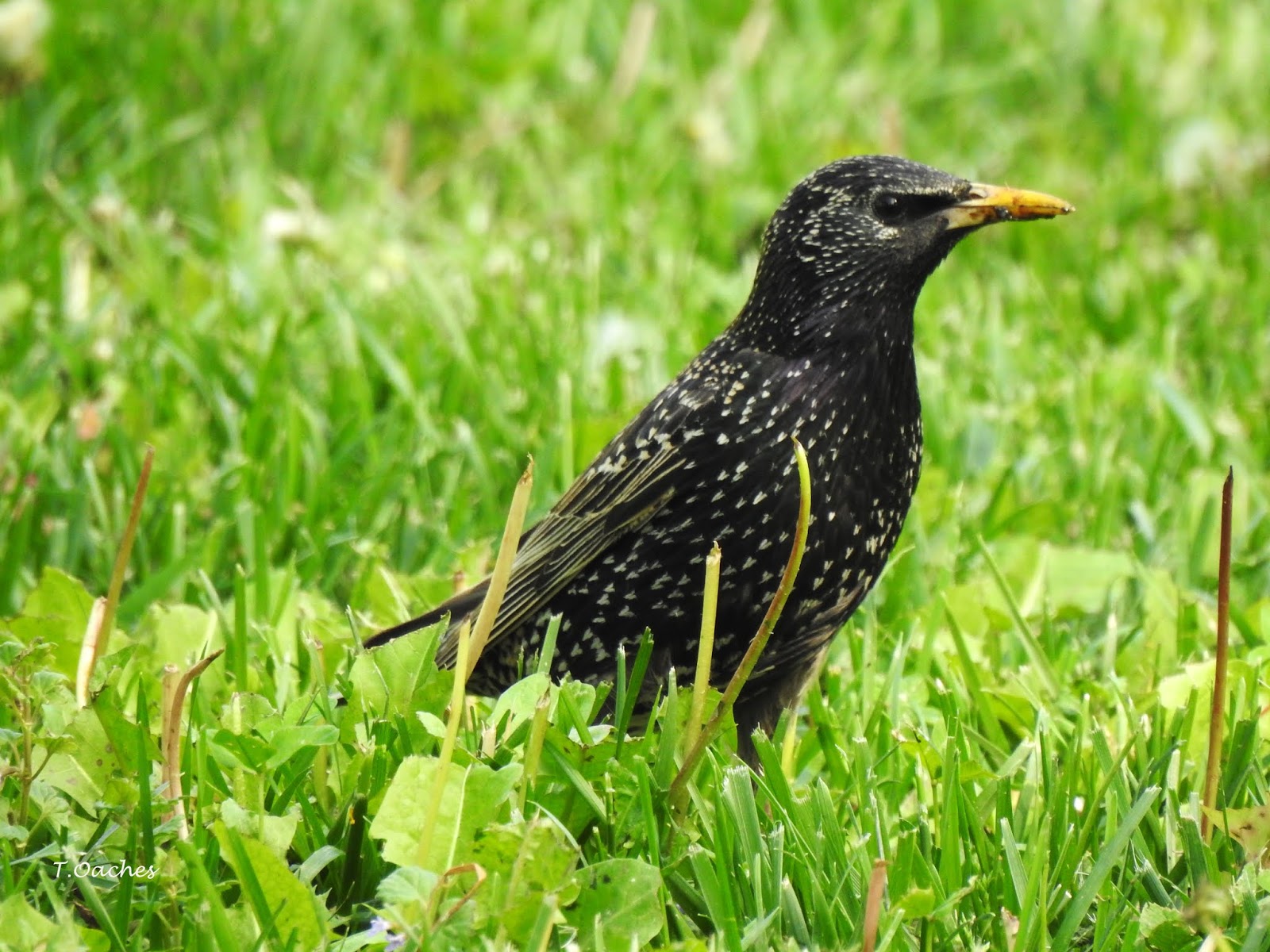 PASARI DIN ROMANIA: GRAUR (1), Sturnus vulgaris
