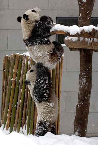 Cool stuff you can use.: Cute! Panda giving friend a helping hand