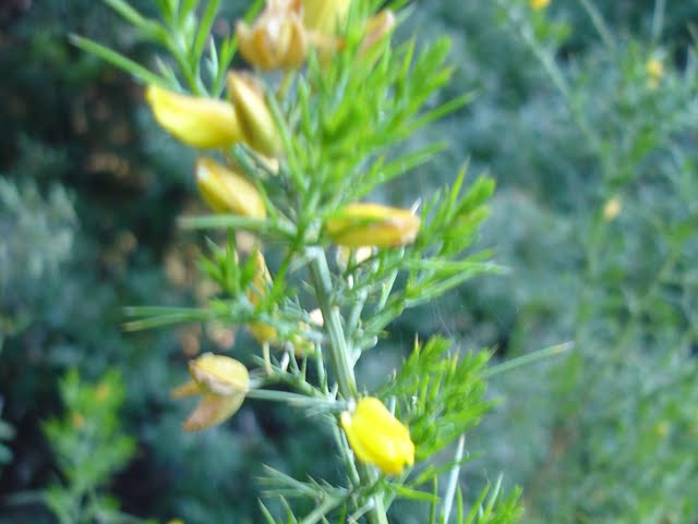 FLORS: Argelaga (Genista scorpius)